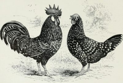 Ancona Chicken - Breed Profile - Backyard Poultry